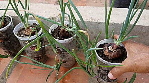家庭盆栽花卉技巧,咖啡杯种植红葱落地就能生根,美观又简单实用