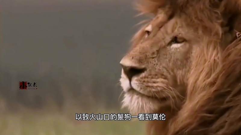 狮王之王麾下猛将如云,一己之力击退四头雄狮,独自守护狮群三年