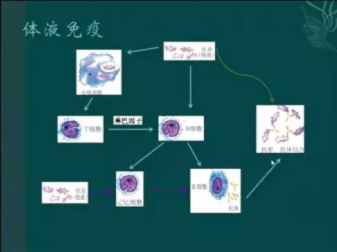 特异性免疫的过程