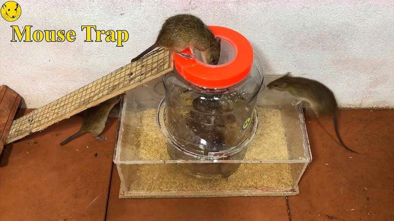 如何自制水鼠捕鼠器,省时省力,制作还简单