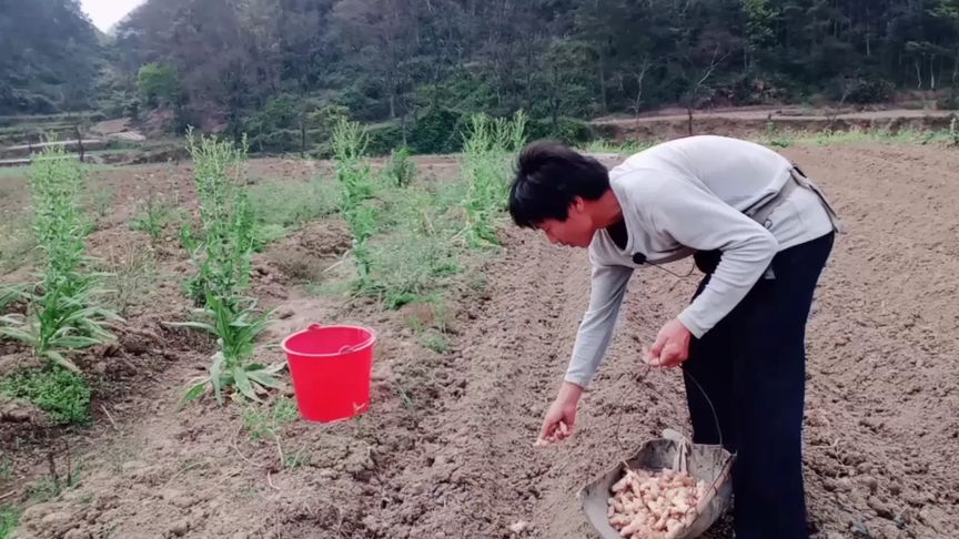 种姜,用簸箕施撒农家肥,确实不错