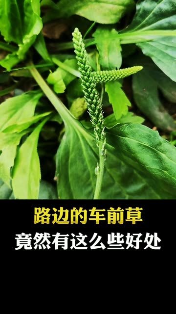 车前草吃了有什么好处