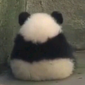 国家的宝贝 