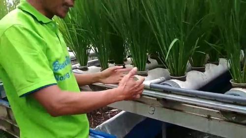 鱼菜共生系统,种植在水管上的水稻,成长非常良好