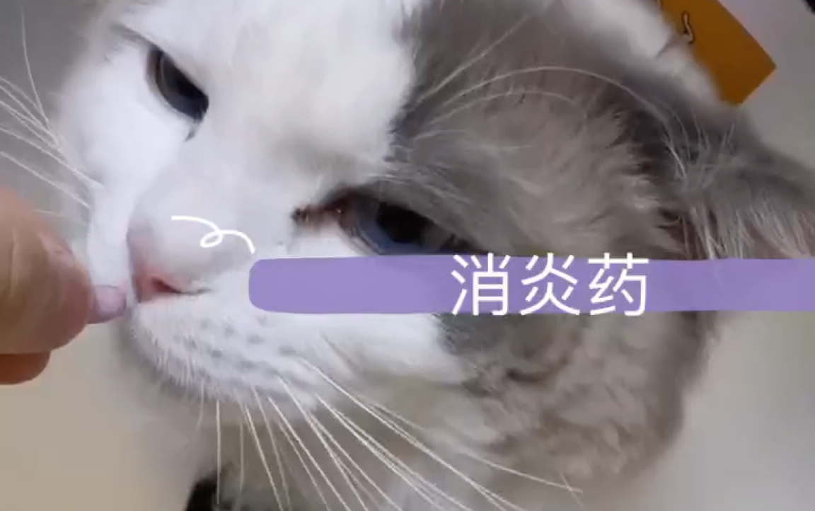 喂药器简直反猫类