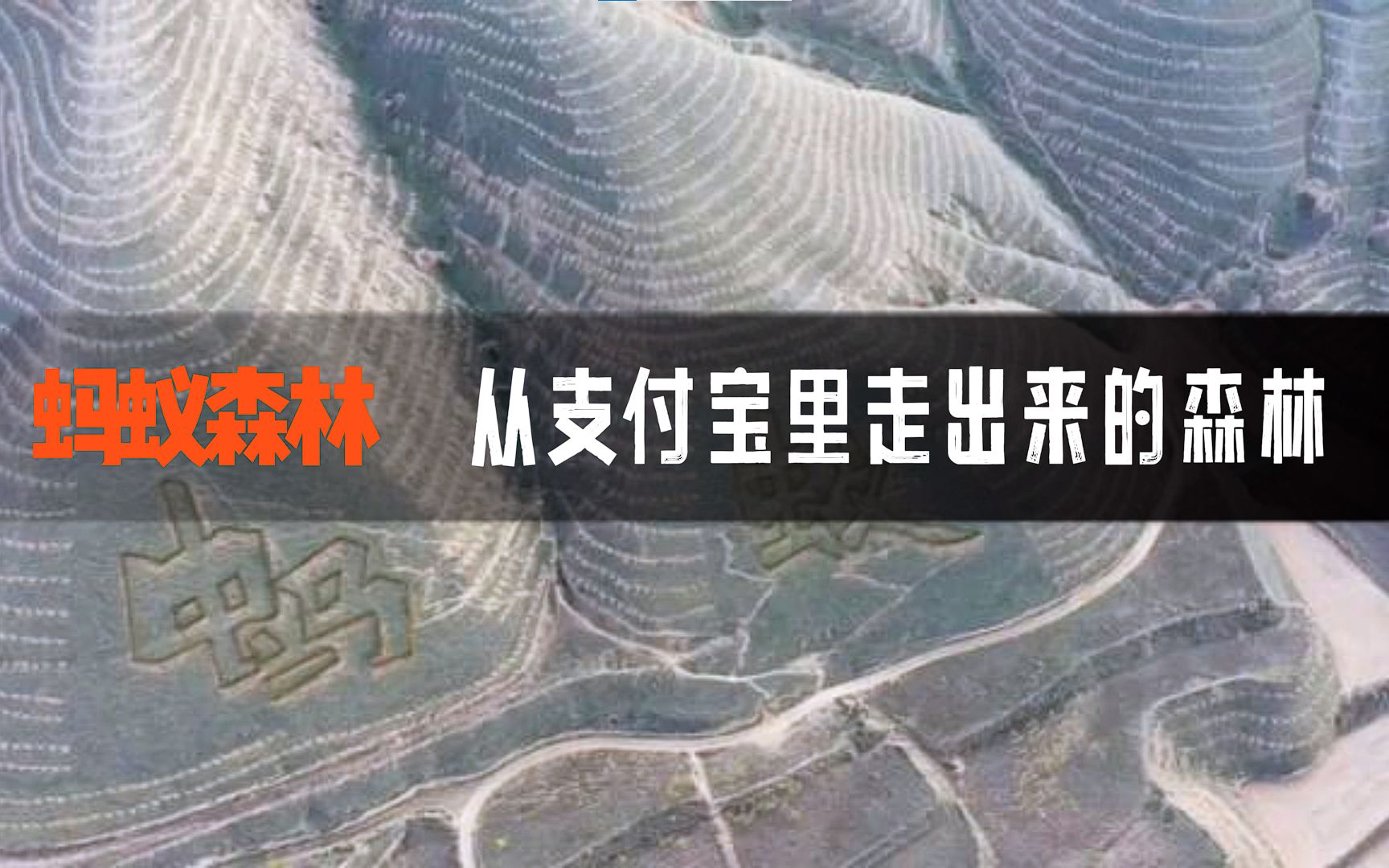 正在变绿,蚂蚁森林一个从支付宝里出来的森林,马云并没有骗我们