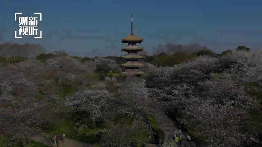 武汉樱花悄然盛放 今年的美不一样