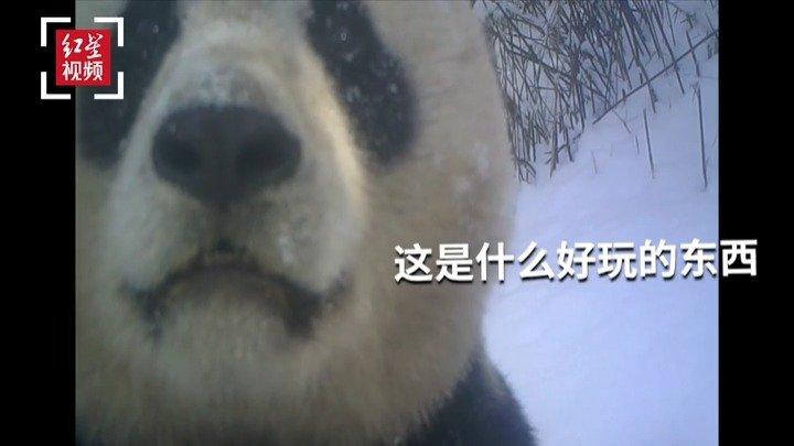 【#四川#九寨沟勿角自然保护区多次拍到野生大熊猫】1月29日