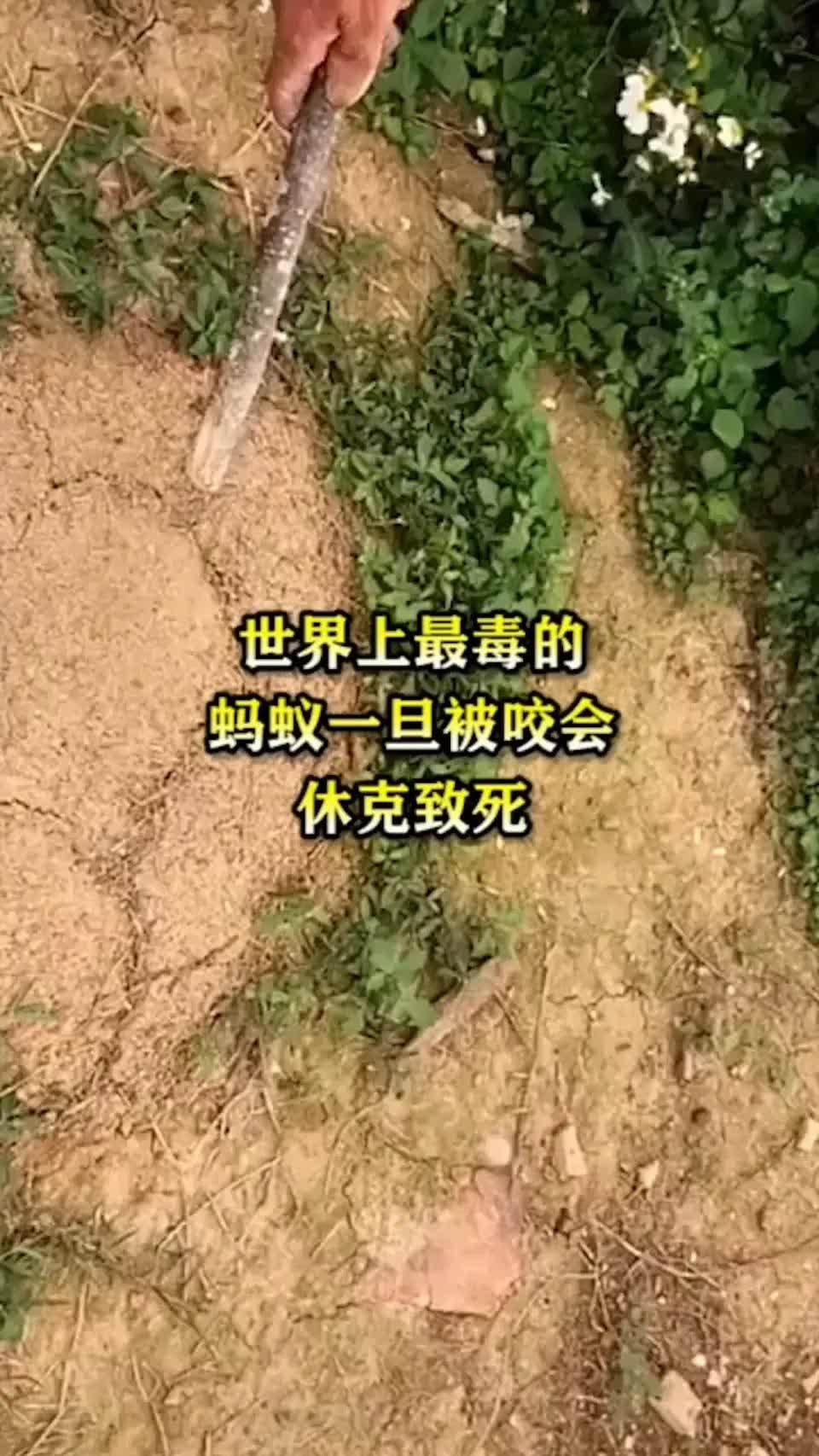 世界上最毒的蚂蚁,一旦被咬会休克致死