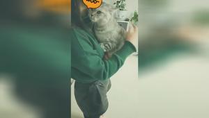 这撒娇卖萌的猫 简直没谁了 哈哈