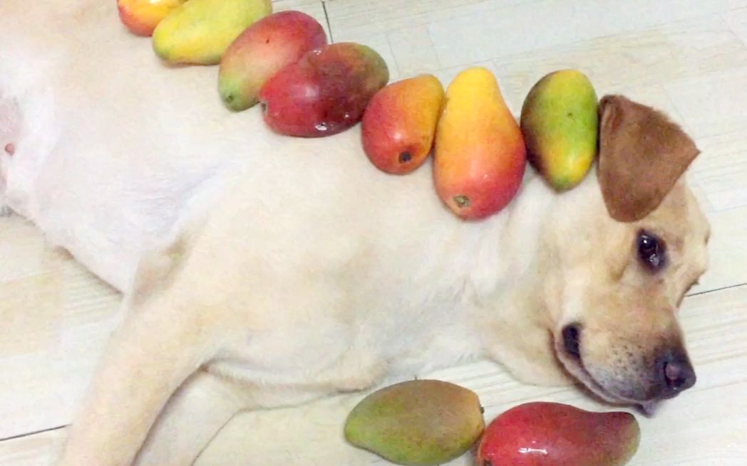 狗生无望,主人也就敢这样对待拉布拉多了,换条狗看咬不咬你!