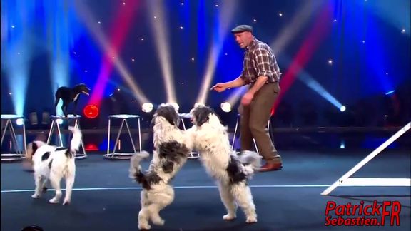 天才狗狗们的杂技表演搞笑视频