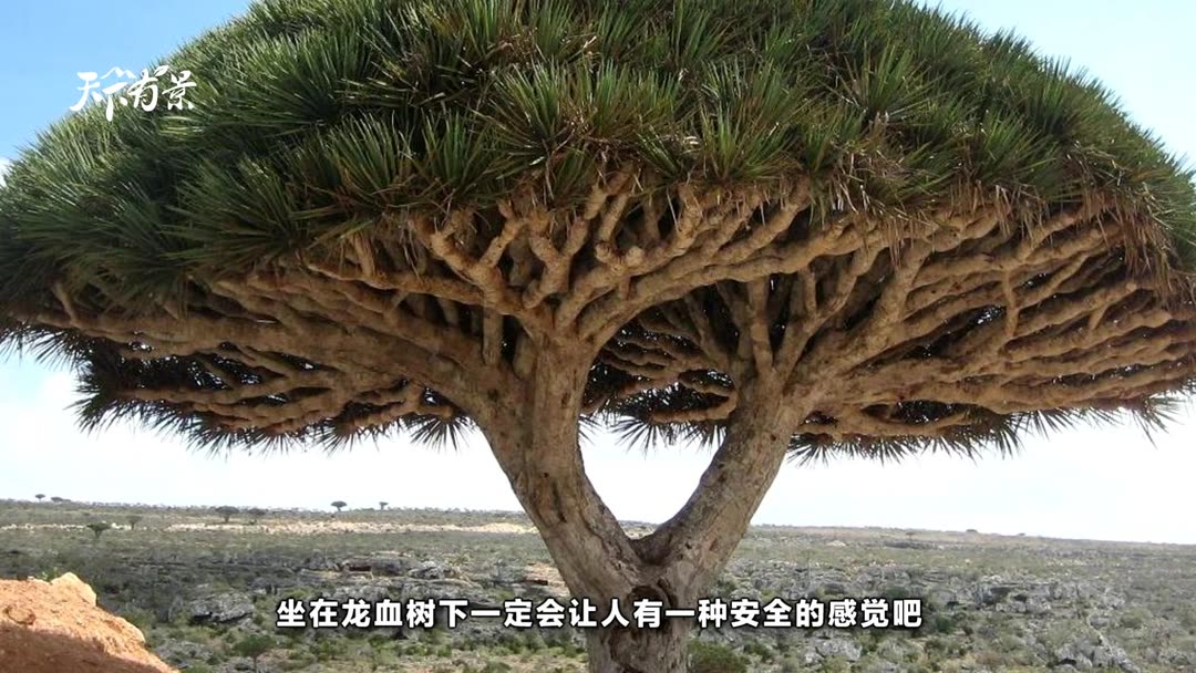 老树成精?看到这颗会流血的树后网友们惊了