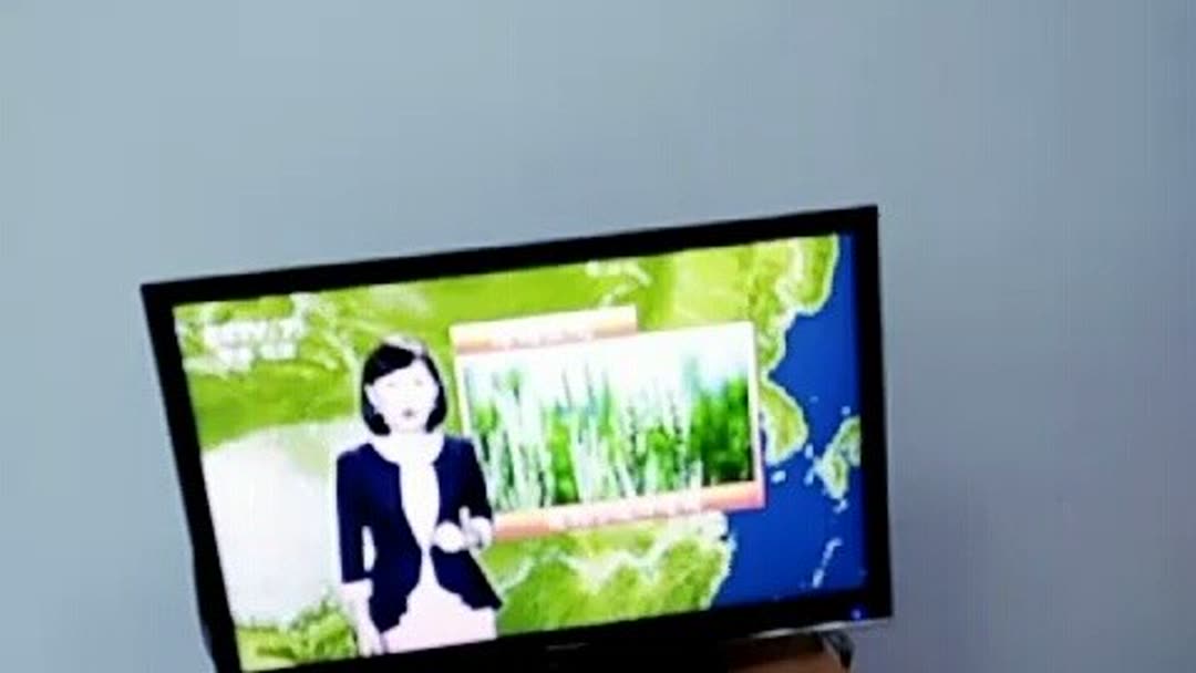 小麦生长