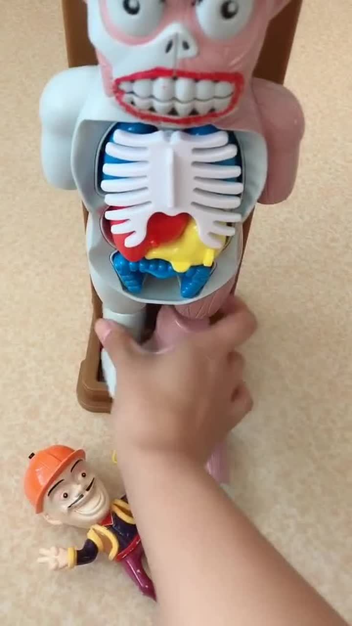 小朋友们,我好喜欢玩这个人体模型!