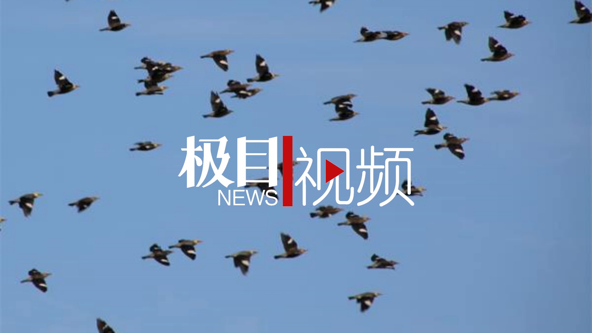 国宝偏爱来这里过冬,多彩朱湖成动植物栖息天堂