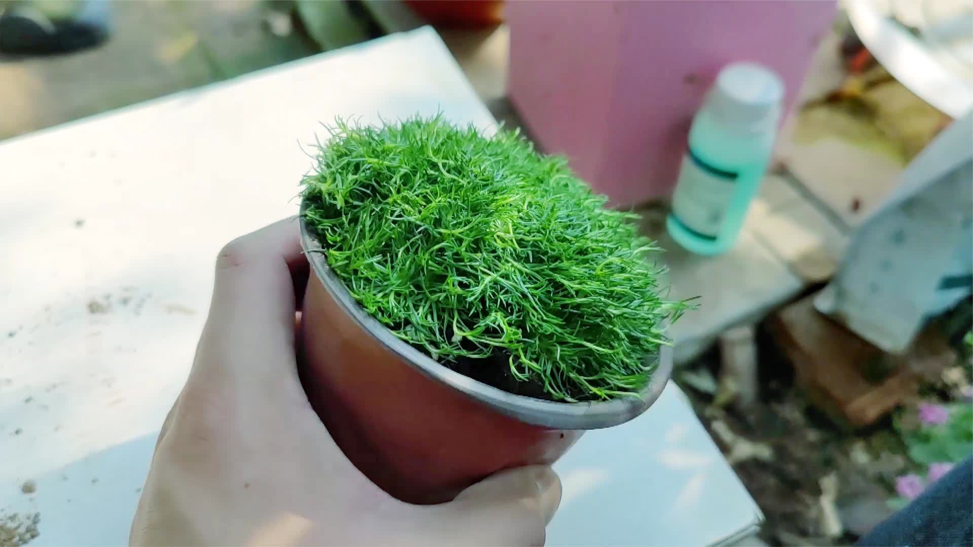 虽然它是草,但是它叫"珍珠草",四季绿油油,还能养成"圆球"