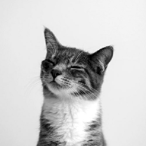 小声咆哮的沃利贝尔 