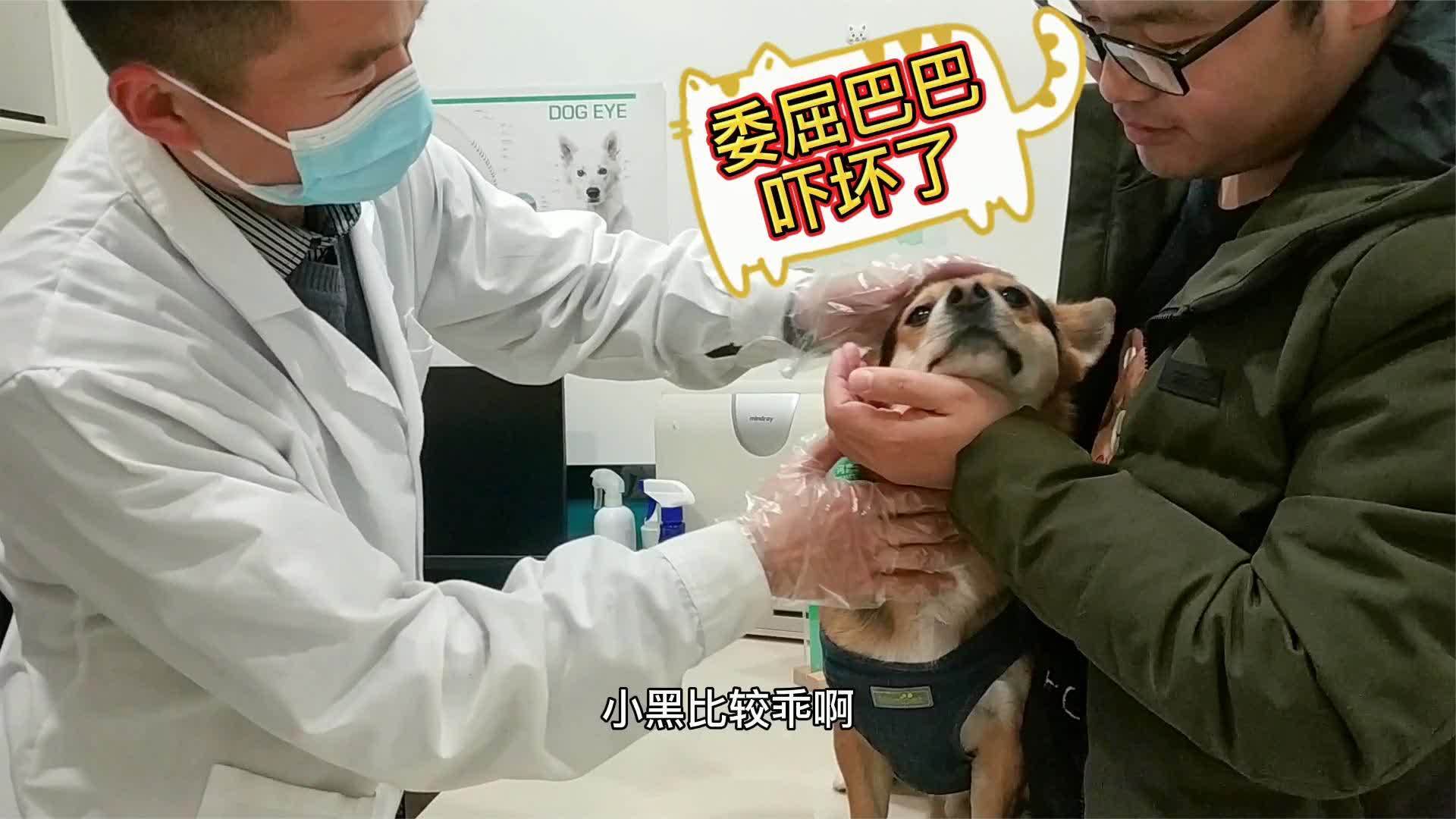 狗狗突然大声惨叫疼痛难忍,主人赶紧带它去医院抢救,结果怎么样