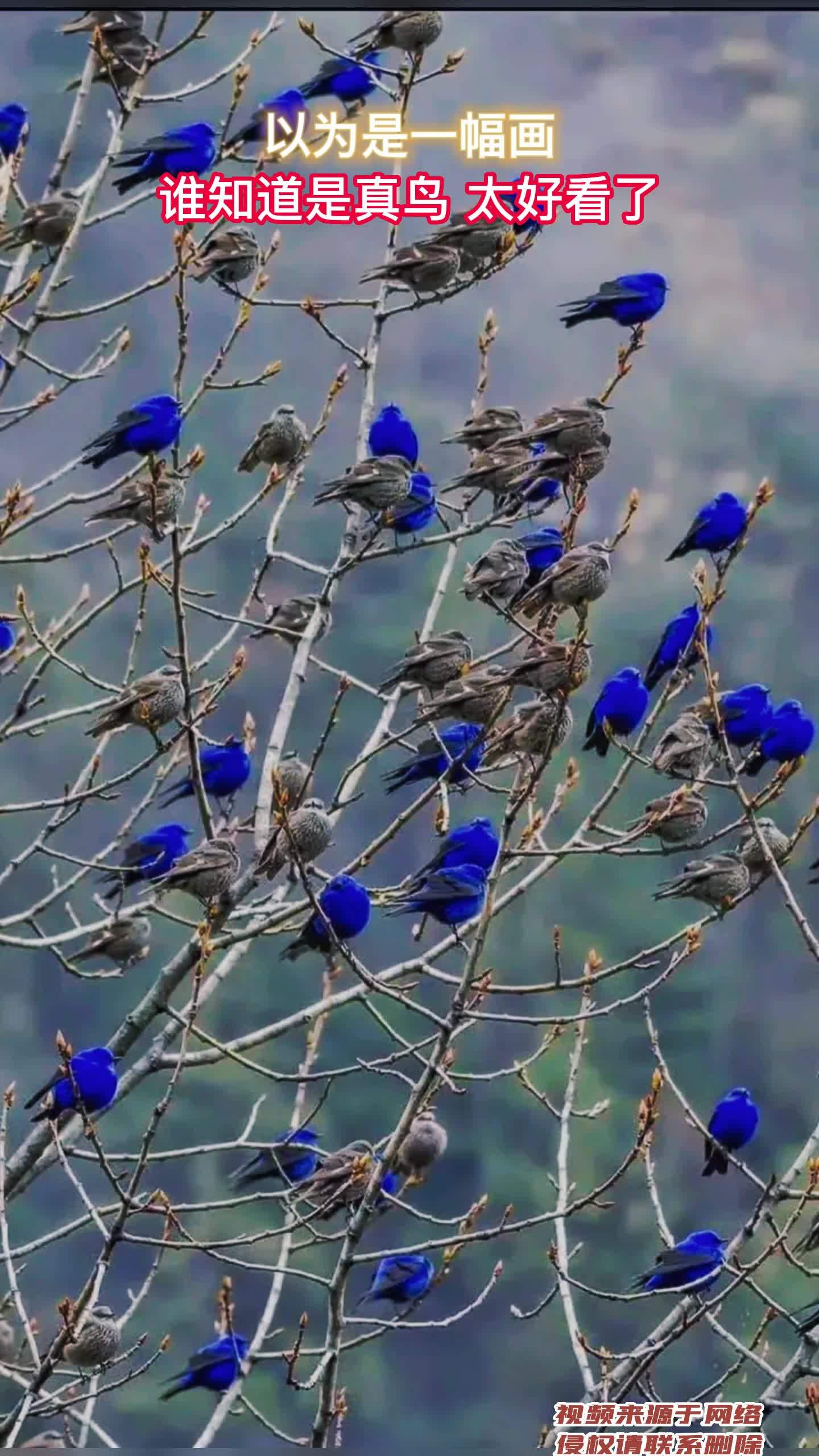 以为是一幅画,谁知道是真鸟,太好看了