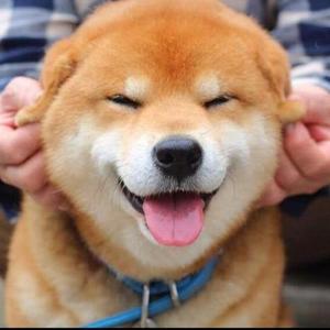 不会狼嚎的二哈 