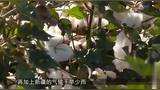 新疆棉花有多好?看完它的生长条件,你就明白为什么供不应求了