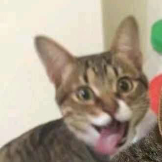 花花公子帅章鱼60 