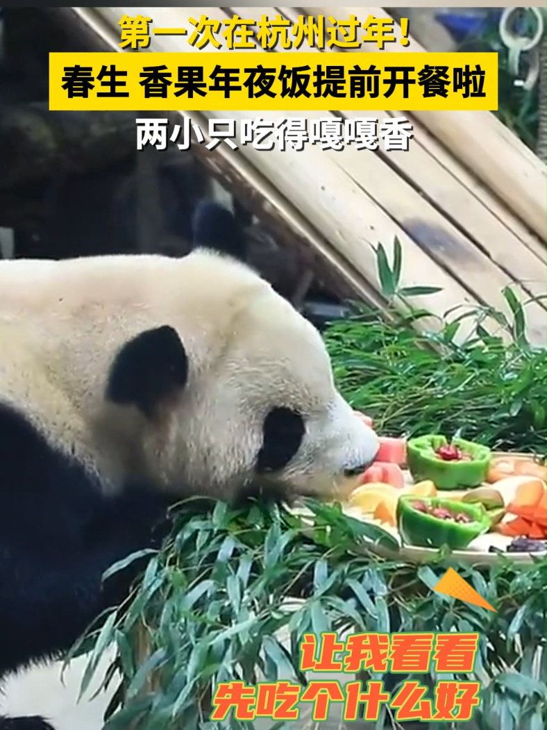 大熊猫春生、香果年夜饭提前开餐啦两小只吃的嘎嘎香