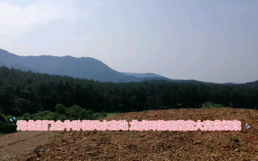 湖北荆门金牛卧栏风水宝地 龙虎环抱明堂宽大青龙架案