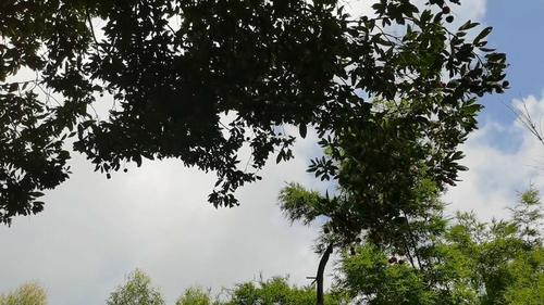 回家摘荔枝,见识一下胜春的爬树技术