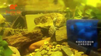 鳄龟缸造景不错可惜太小,环境养剃刀蛋龟挺好「龟谷鳖老」
