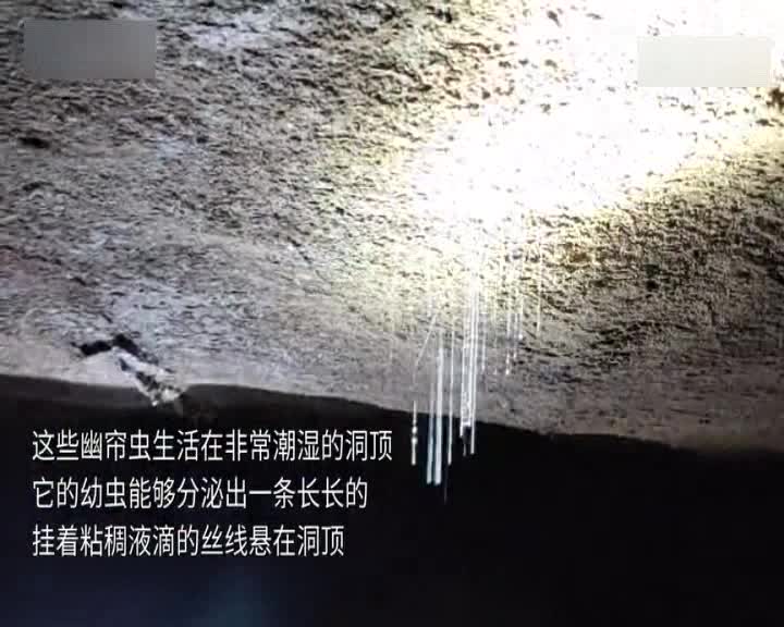 四川地下洞穴发现“阿凡达树”奇观