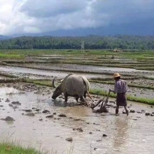 栩栩如尘 