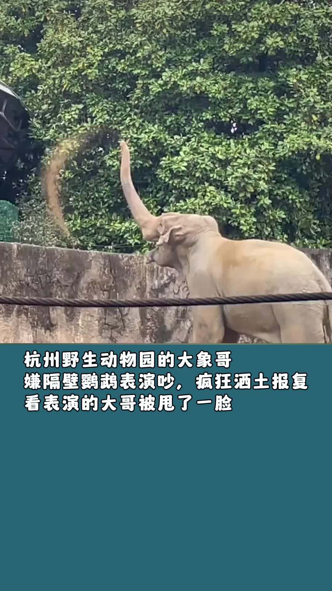杭州野生动物园的大象哥,嫌隔壁鹦鹉表演吵,疯狂洒土报复