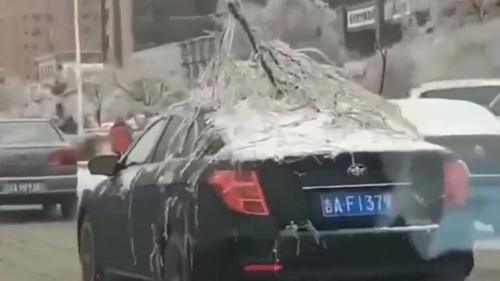 东北强降雪司机好无奈,树干被冰冻在车顶,弄不下来只能顶着它出来了!