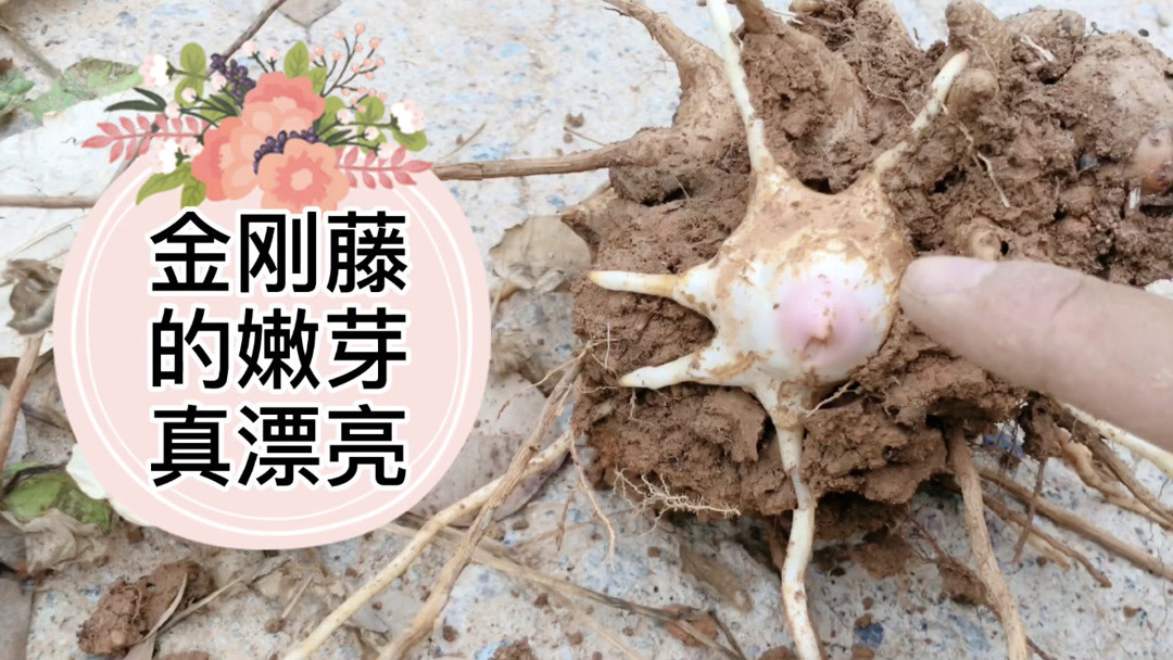 阿兵去山里挖金刚藤回来做手镯,意外发现了它的嫩芽,真漂亮!