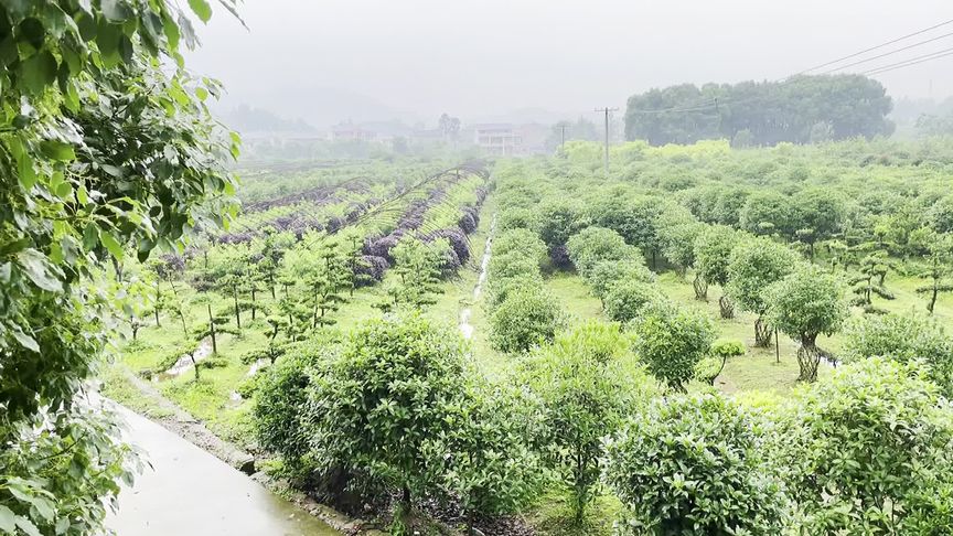 承接园林绿化工程,花卉种植、花卉作物批发,绿化管理、养护。