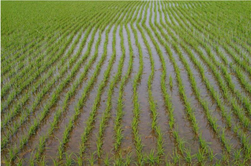 想提高水稻产量,这份水稻种植技术请收好!
