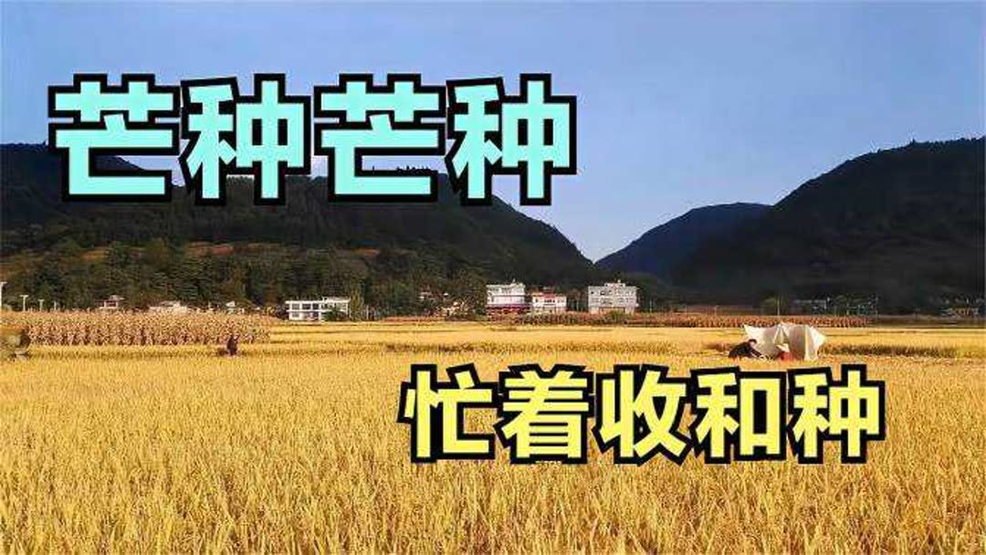 「芒种节气」将至,农业生产中最忙的季节到了,芒种又叫忙种