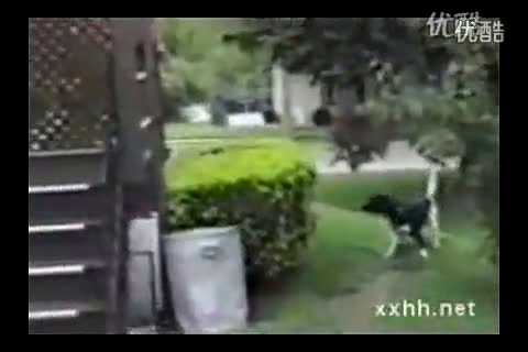 图片集锦-搞笑图片-搞笑动物!搞笑狗狗图片