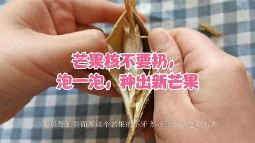 芒果吃完后核不要扔,剪一刀丢盆里,一周就能生根抽芽种出芒果苗