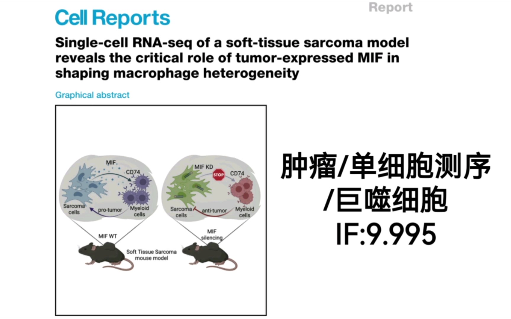 ...肉瘤模型的单细胞RNA测序揭示了肿瘤表达的MIF在形成巨噬细胞...