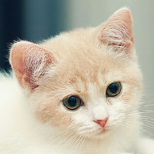 duoduo的主人 