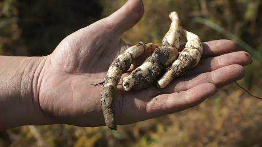 农村这种植物叫虫草地参,喜欢生长在湿润的地方,挖出给大家看看