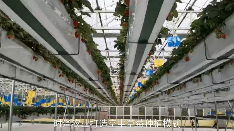 空中草莓无土栽培种植模式,高颜值、高甜度、高口感