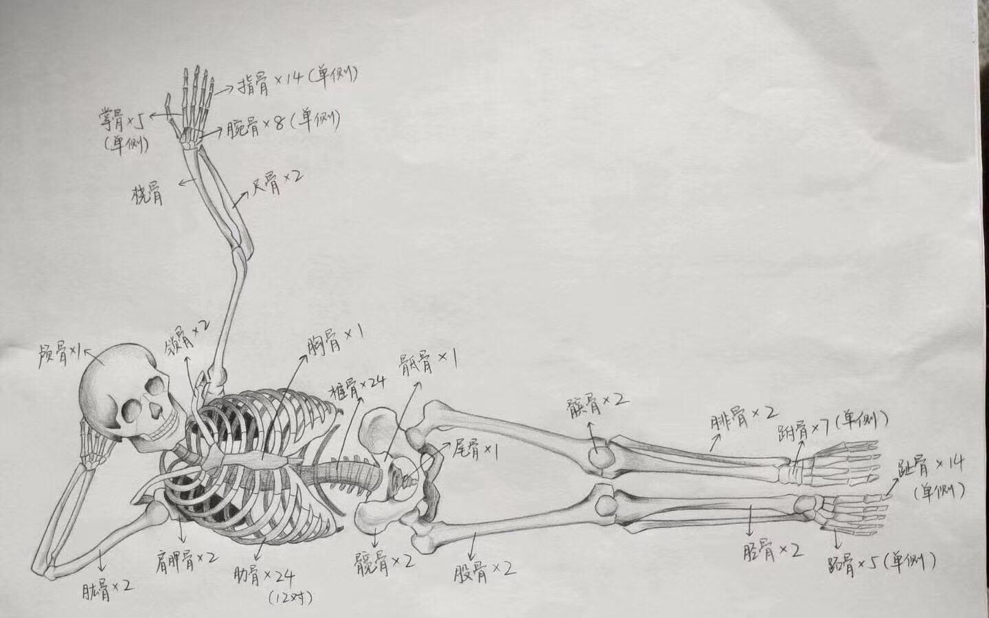 运动解剖学备课17心血管系统