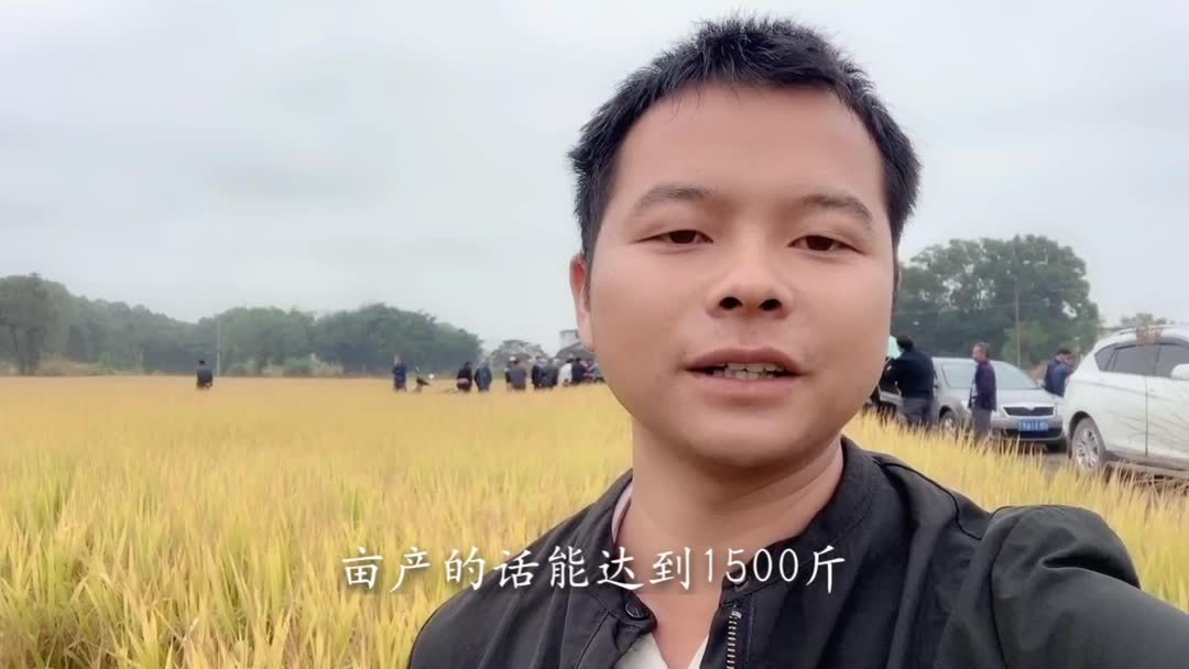 水稻产量高的惊人,引大量农户围看,小伙带你看看