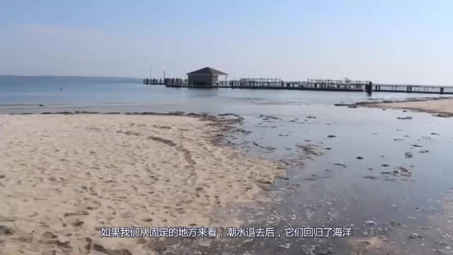 大海为什么会涨潮退潮,退潮之后的海水去哪了