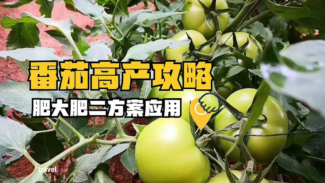 番茄种植技术,肥大肥二应用结果多!
