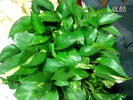 ...220 huawei E220 3G无线上网卡 HSDPA 7.2M免驱 支持批发 使用方法